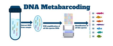 Process Of Dna Metabarcoding