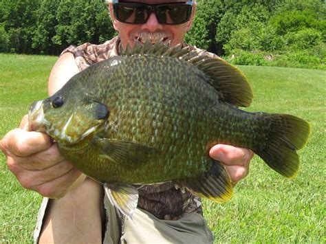 Bluegill X Green Sunfish Hybrid A Fish That Was Born In A Hatchery
