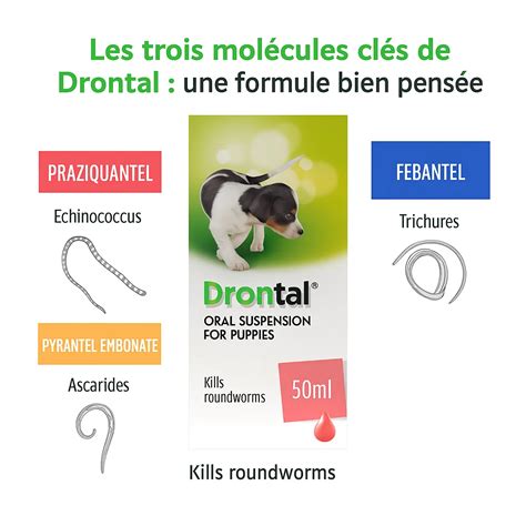 Que Contient Vraiment Le Vermifuge Pour Chien Drontal