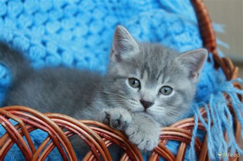 Чем кормить котенка 1,5 - 2 месяца: кормление и уход