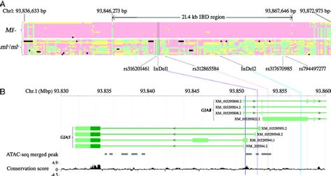 Ibd Mapping And Identification Of Candidate Mutations For Melanotic