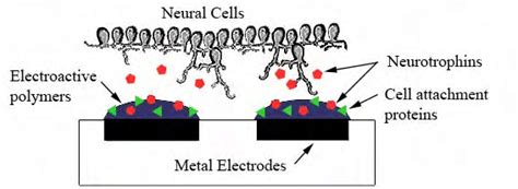 Schematic Of A Desirable Bioactive Conducting Polymer Electrode Array Download Scientific