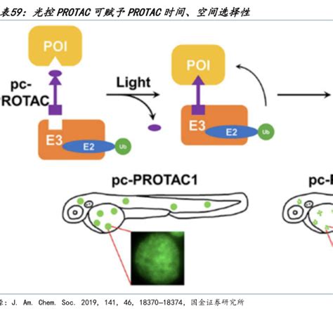 Btk Protac有望覆盖btk柳制剂耐药惑者 2024年10月 行业研究数据 小牛行研