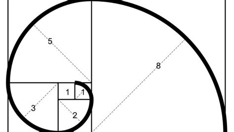 Fibonacci Sayı Dizisi Nedir Evrim Ağacı