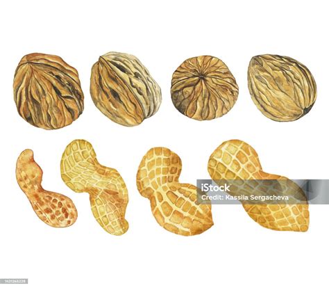 수채화 너트는 땅콩과 호두를 흰색 배경에 격리 시켰습니다 음식 컬렉션과 함께 손 그리기 그림 드로잉에 대한 스톡 벡터 아트 및 기타 이미지 Istock
