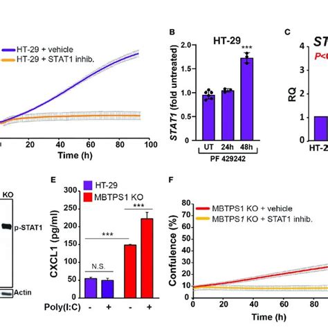 Mbtps1 Knockout Upregulates The Type 1 Interferon Pathway A Stat1