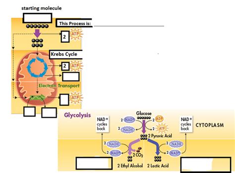 Cellular Respiration And Fermentation Diagram Diagram Quizlet