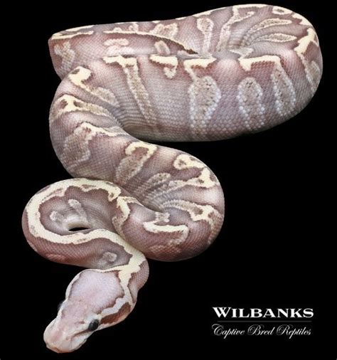 Mojave Ghi Firefly Ball Python By Wilbanks Captive Bred Reptiles Mike