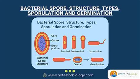 Bacterial Flagella Structure Types And Function Best