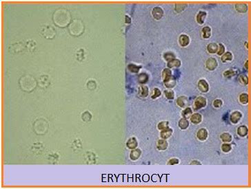 BIOLOGI GONZAGA TEST URINE