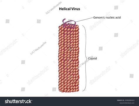 Helical Virus Over 260 Royalty Free Licensable Stock Illustrations