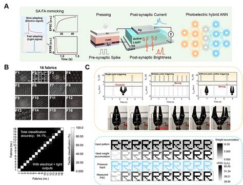 Stretchable Synaptic Transistors Based On The Field Effect For Flexible