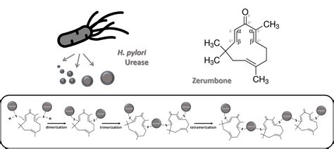 Zerumbone Inhibits Helicobacter Pylori Urease Activity