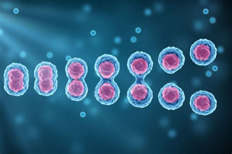 USC Scientists Investigate Very Specific Defect In DNA Replication