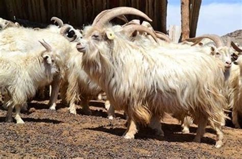 Ноолуурын урамшуулалд хамрагдаж “БАЯЖИХ” ЯМААТАЙ гишүүд Хөвсгөл аймаг