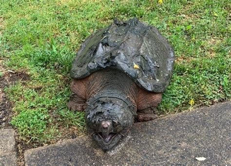 Adult Alligator Snapping Turtle Aouv