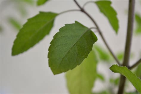 무료 이미지 나무 분기 잎 식품 녹색 생기게 하다 식물학 플로라 닫다 매크로 사진 꽃 피는 식물 식물