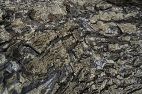 Background Texture Of Tree Bark Skin The Bark Of A Tree That Traces Cracking Stock Image