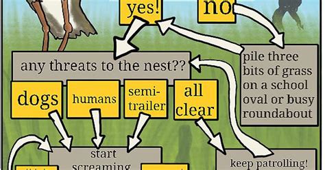 Plover Flowchart Album On Imgur