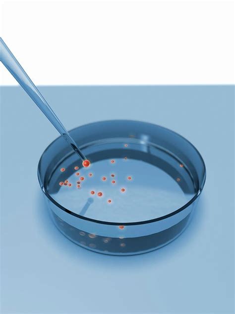 Culturing Stem Cells Photograph By Gunilla Elam Pixels