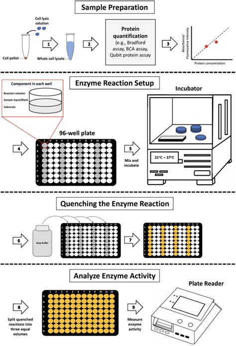 Assaying Lysosomal Enzyme Activity In Dictyostelium Discoideum