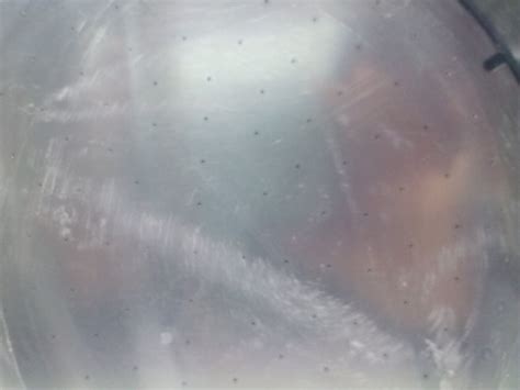 Ebara Frex 200 Carrier Head Sti Cmp Working Grandbird