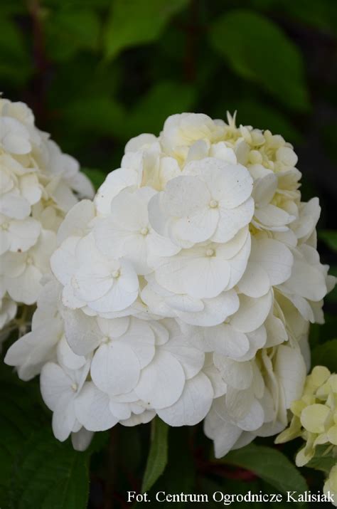 Hydrangea Macrophylla Doppio Bianco Hortensja Ogrodowa