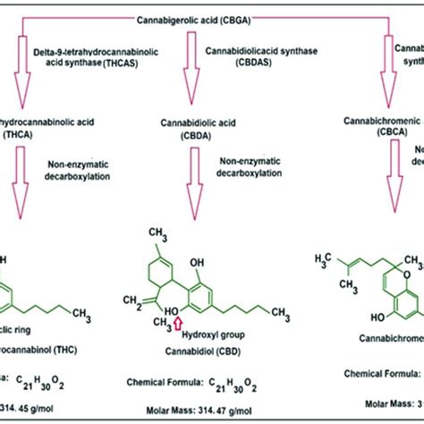 Summary Of Biosynthesis Pathways Of Primary Cannabinoids Download Scientific Diagram