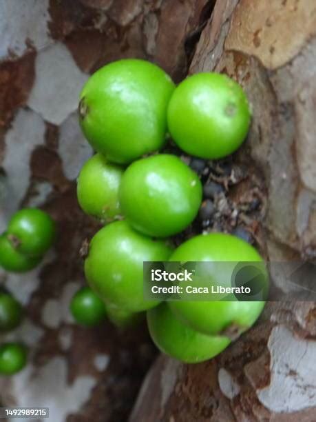 Jabuticaba 과일 또는 브라질 포도 나무 종 Plinia Cauliflora 어린 열매는 초록색이며 나무 줄기에서 자라는 자보티카바의 이국적인 열매입니다 0명에 대한