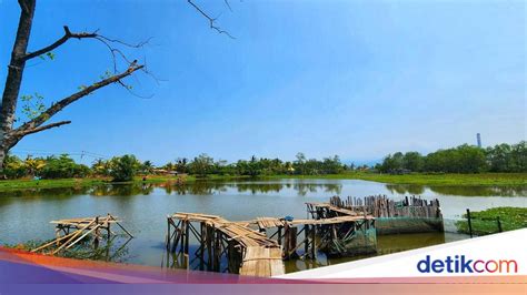 Ada Si Raja Biawak Di Balik Keindahan Rawa Talanca