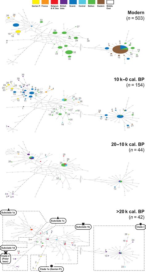 Median‐joining Network Constructed From The Mitochondrial Sequences