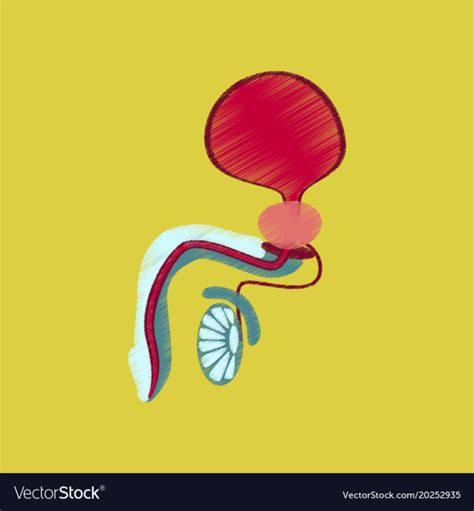 Free Flat Shading Style Icon Male Reproductive System Vector Image