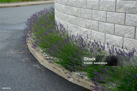 콘크리트 패널 벽 근처의 파란색 흰색 라벤더 시멘트 보드로 만든 울타리 라벤더는 구체로 자른다 흰색 석회암 대리석 자갈로 만든 뿌리 덮개도로 아스팔트 연석 0명에 대한 스톡