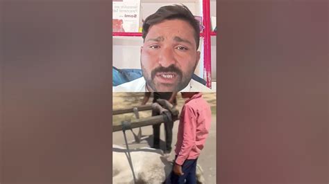 Cow Help Youtube