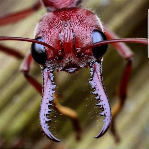 Close Up Of Red Ant With Long Antennae Ant Head Details Closeup Ant Face Macro Ant Mouth Macro