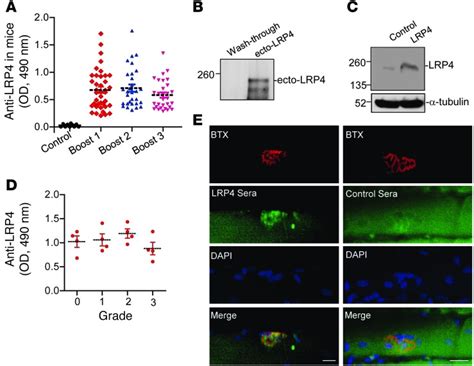 Antibodies Against Low Density Lipoprotein Receptor Related Protein 4 Induce Myasthenia Gravis Pmc