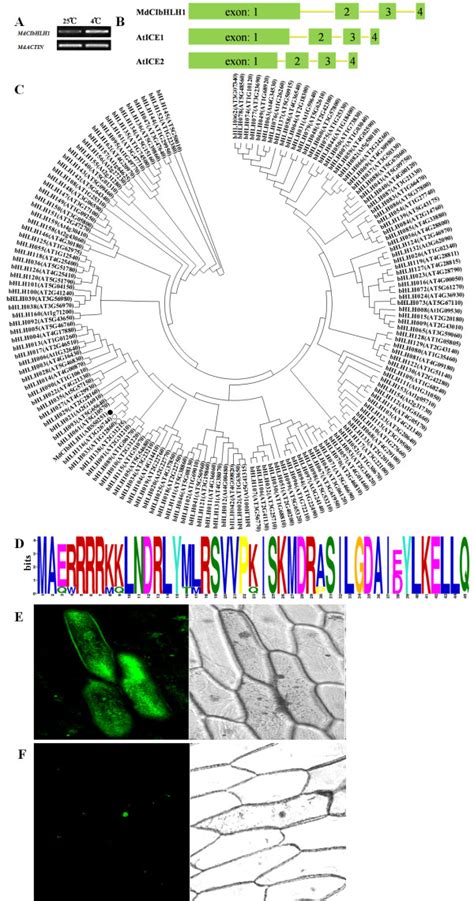 gene expression sequence analysis and subcellular localization of
