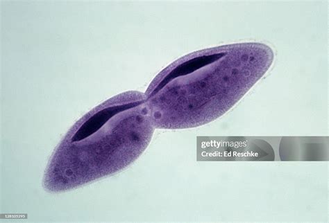 Paramecium Fission Cell And Macronucleus Dividing 100x At 35mm This Is Asexual Reproduction High