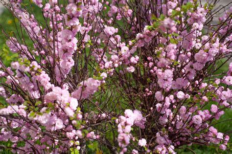 Almond Plant
