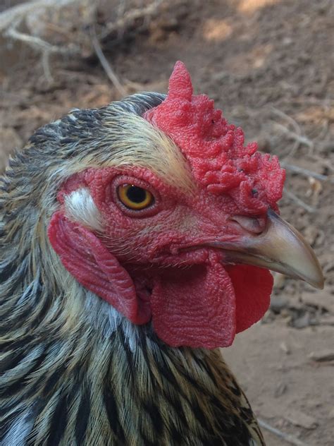 Lucy Backyard Chickens Learn How To Raise Chickens