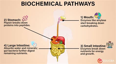 Biochemical Pathways Essential For Health And Innovation