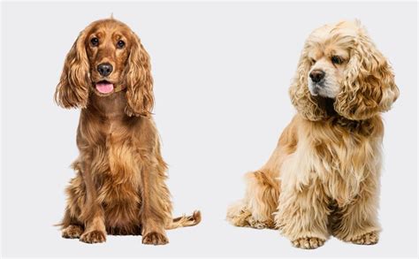English Vs American Cocker Spaniels Discover The Surprising