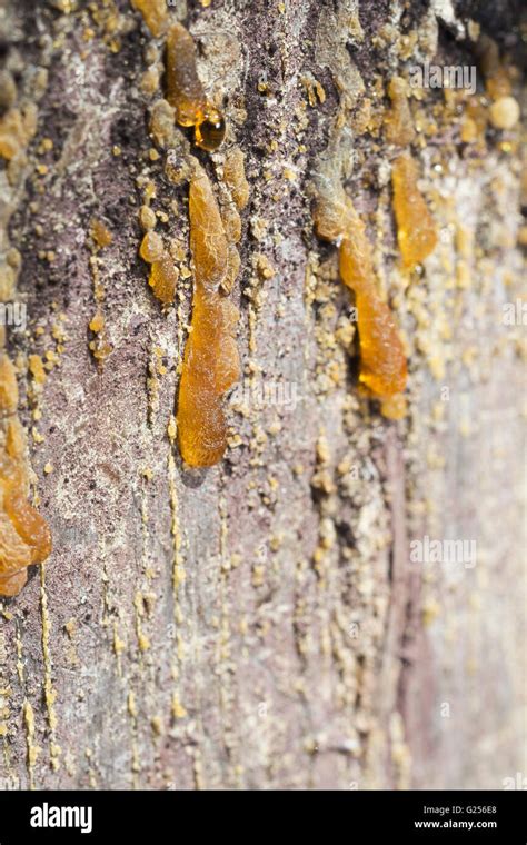 Tree Trunk Resin High Resolution Stock Photography And Images Alamy