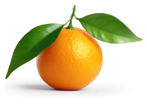 Orange Fruit Leaf At Cole Sherrell Blog