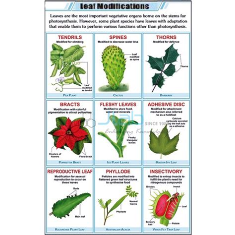 Leaf Modification Chart India Manufacturers Suppliers And Exporters In India
