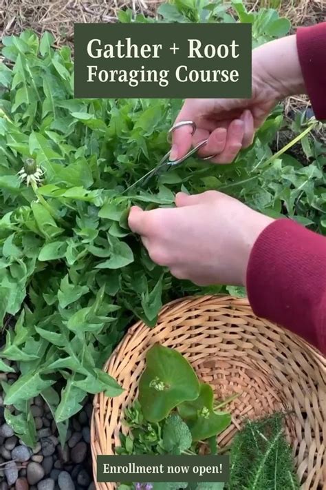 Growing And Foraging For Raspberries And Their Leaves Artofit