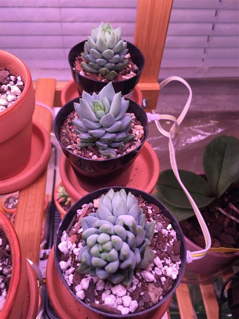 Sedeveria Peridot Passion Progress Rsucculents