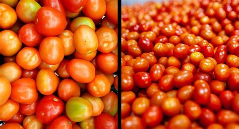Snack Tomato Sorting Technology Gp Graders