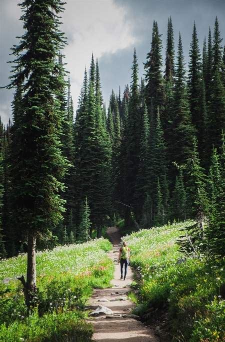British Columbia Forest Scenery