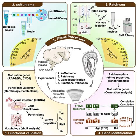 Multimodal Analyses Reveal Genes Driving Electrophysiological Maturation Of Neurons In The